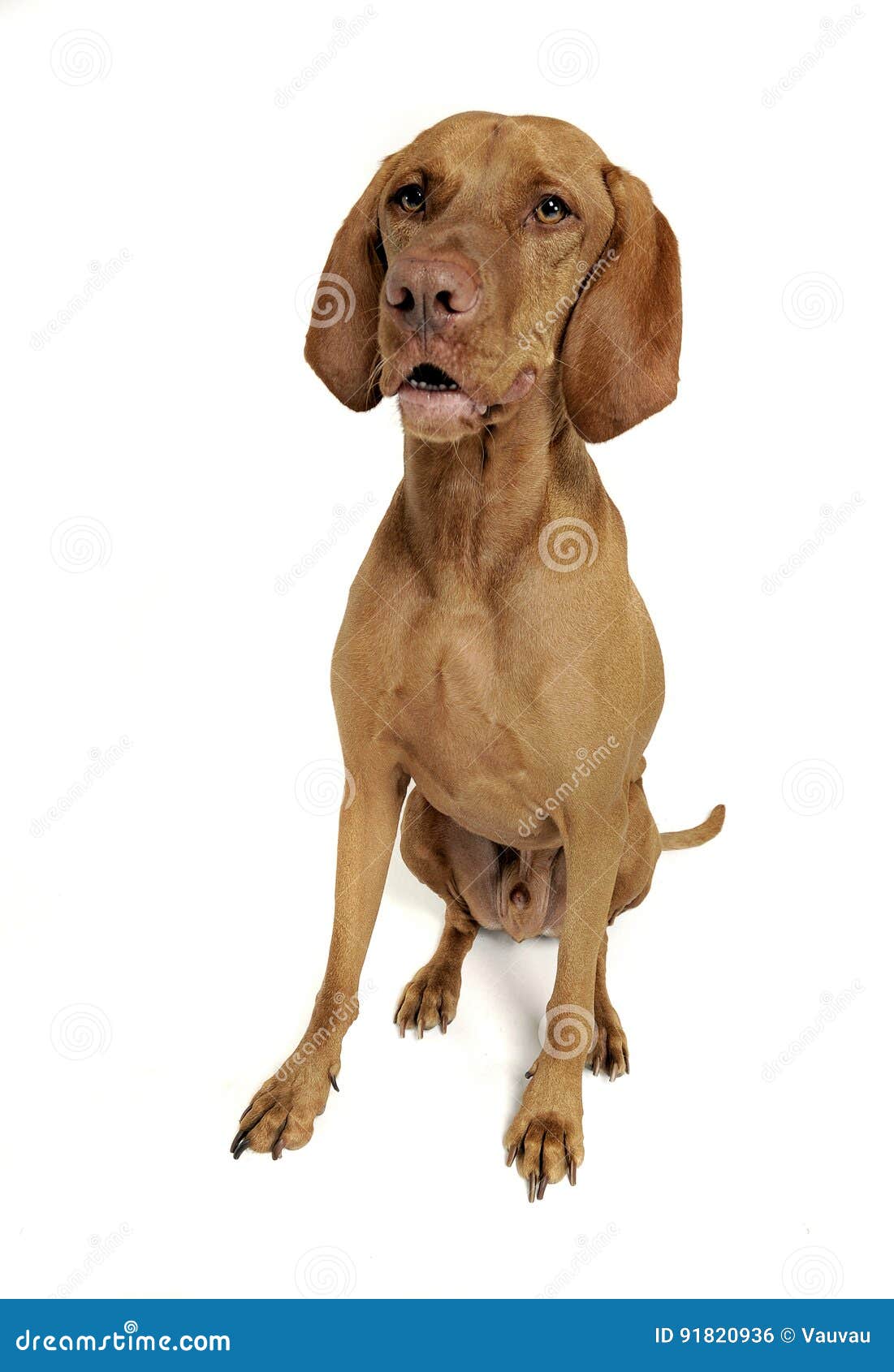 Hungarian Vizsla Sitting in a White Photo Studio Stock Photo - Image of ...