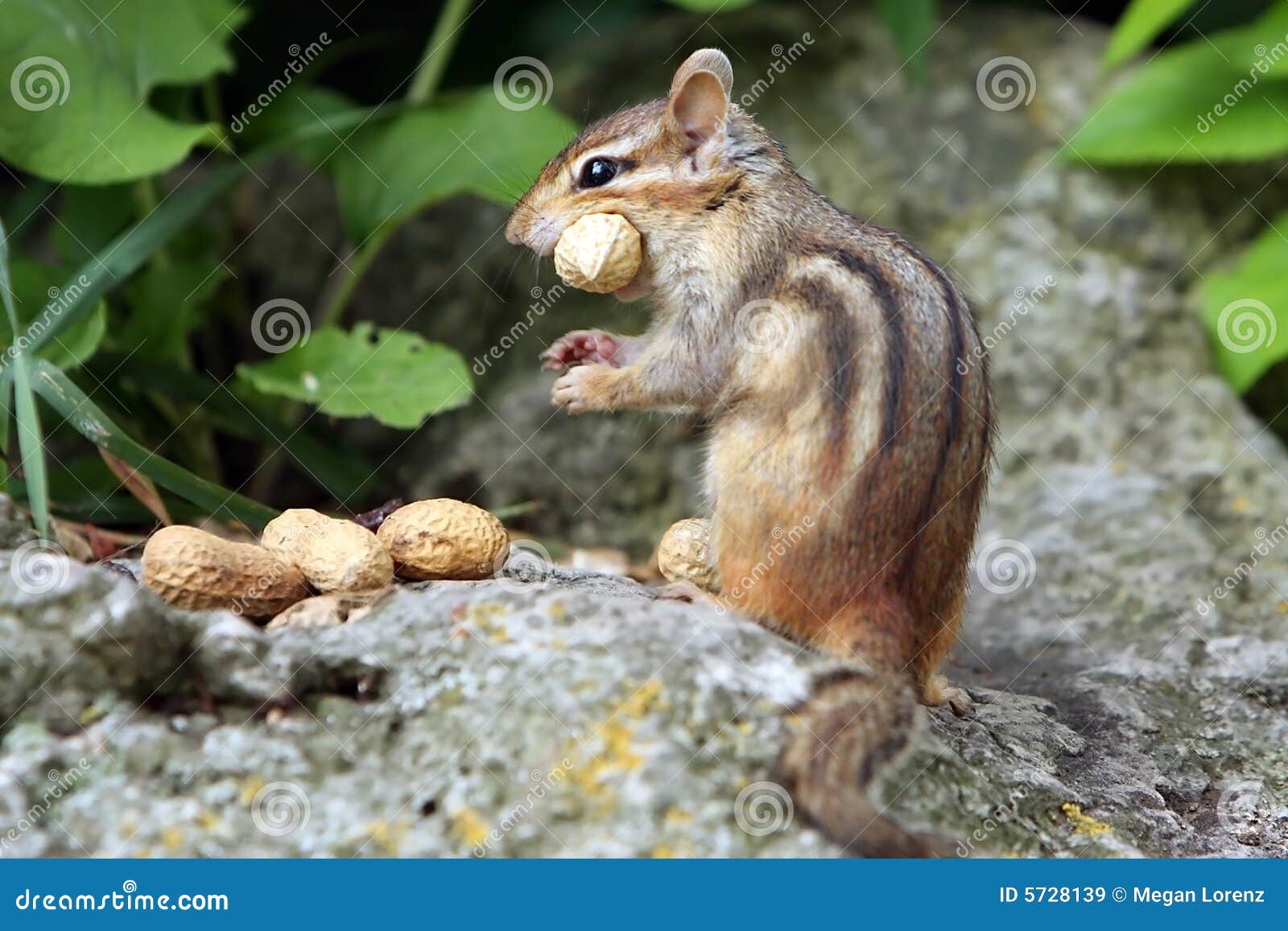 Hunger stock image. Image of funny, animal, wildlife, wild - 5728139