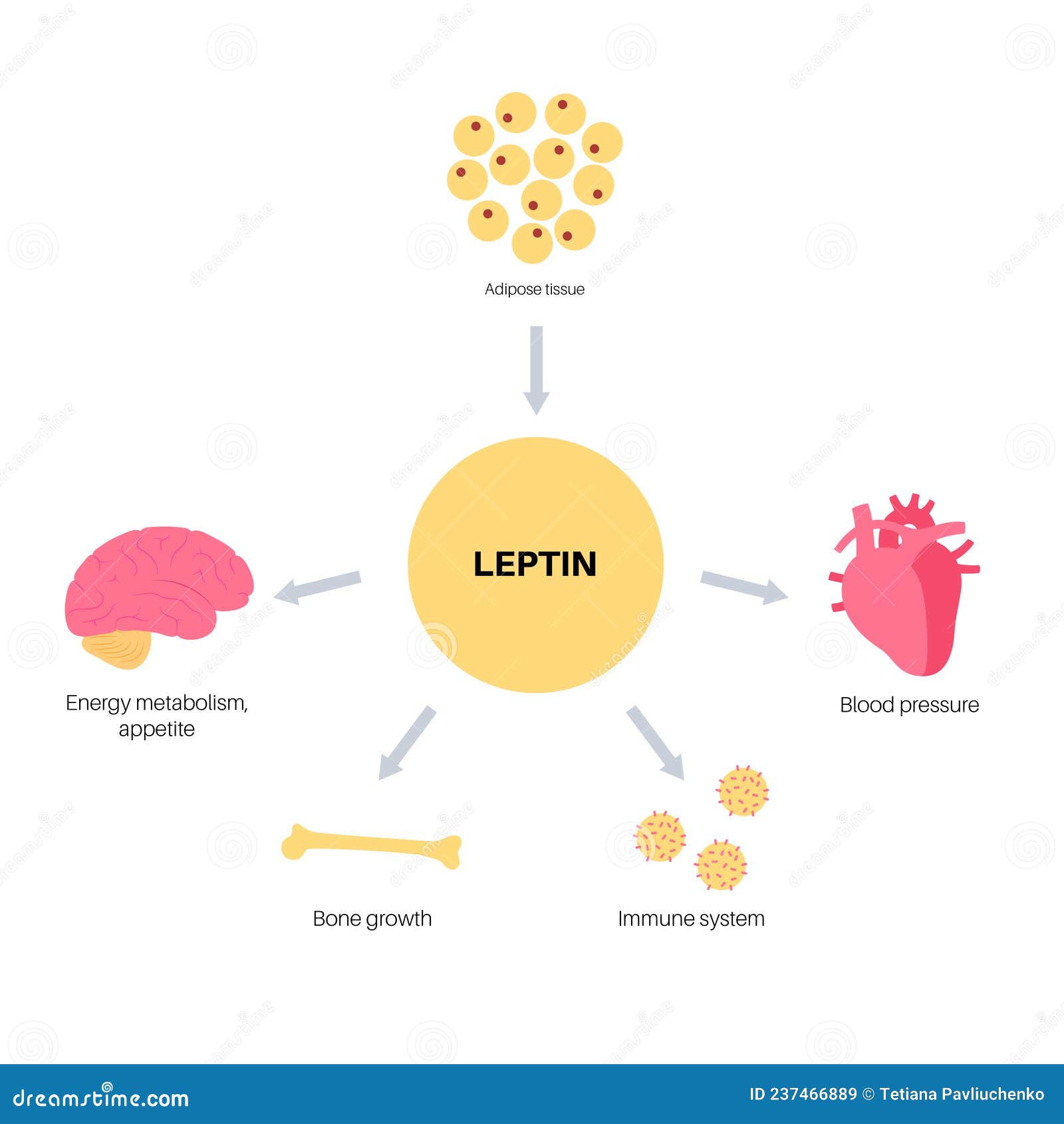 Hunger appetite hormones stock illustration. Illustration of stomach ...