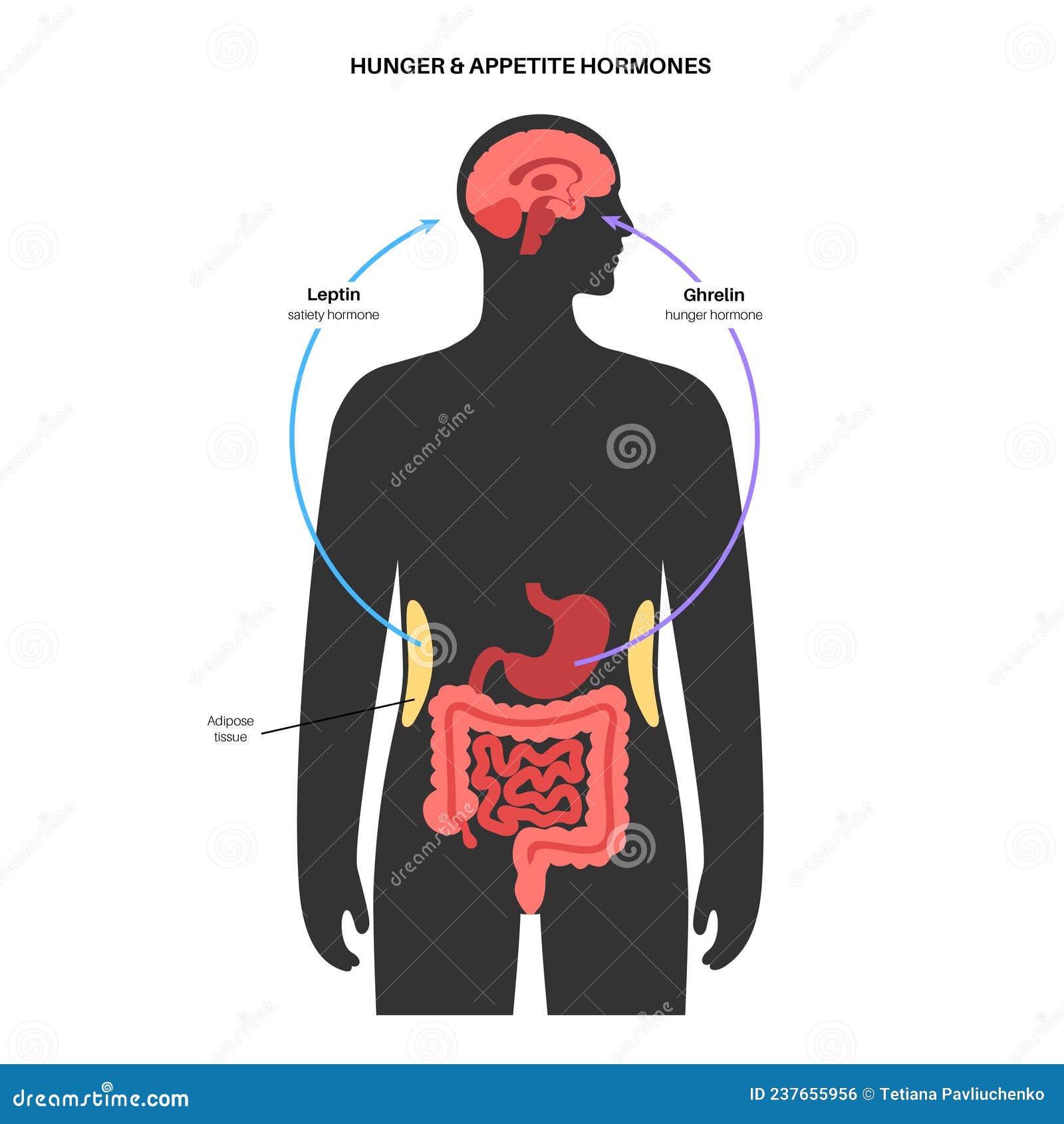 Hunger appetite hormones stock vector. Illustration of hormone - 237655956