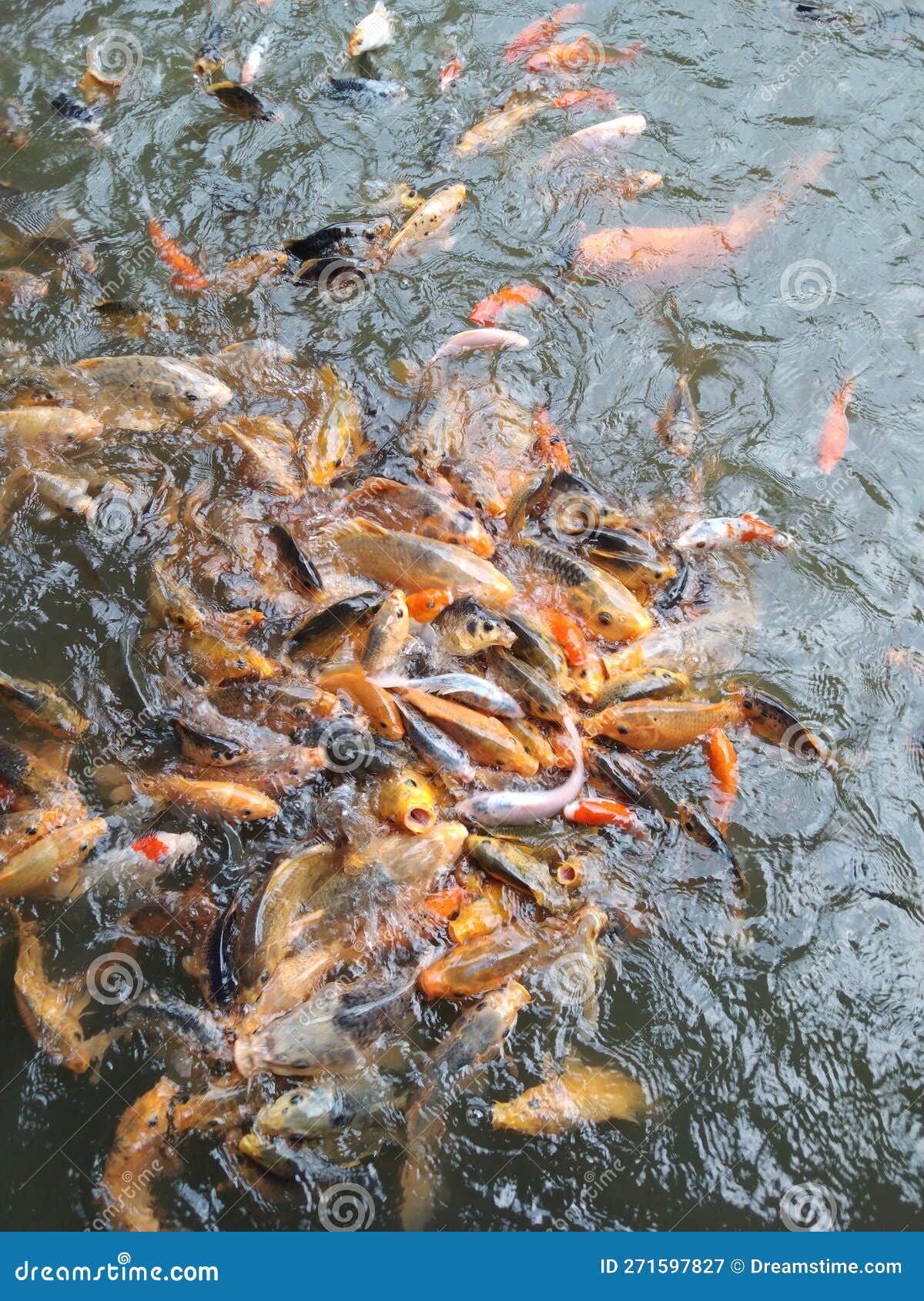 The hunger fish. stock image. Image of pond, fishpond - 271597827