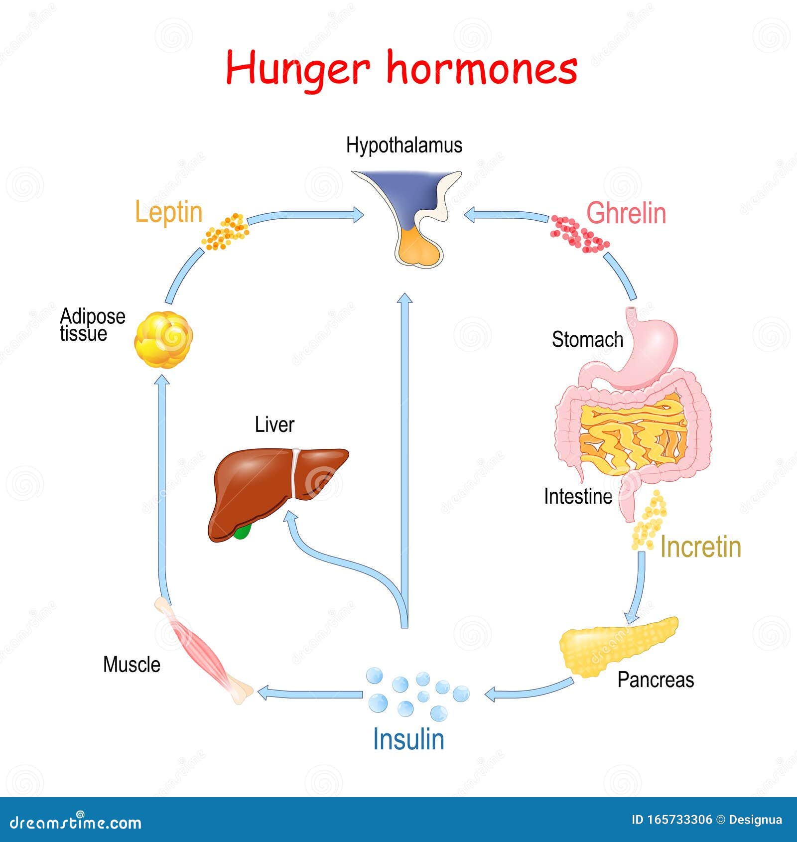 Ghrelin And Leptin Cartoon Vector | CartoonDealer.com #59125617 Ghrelin And Leptin Cartoon Vector | CartoonDealer.com #59125617