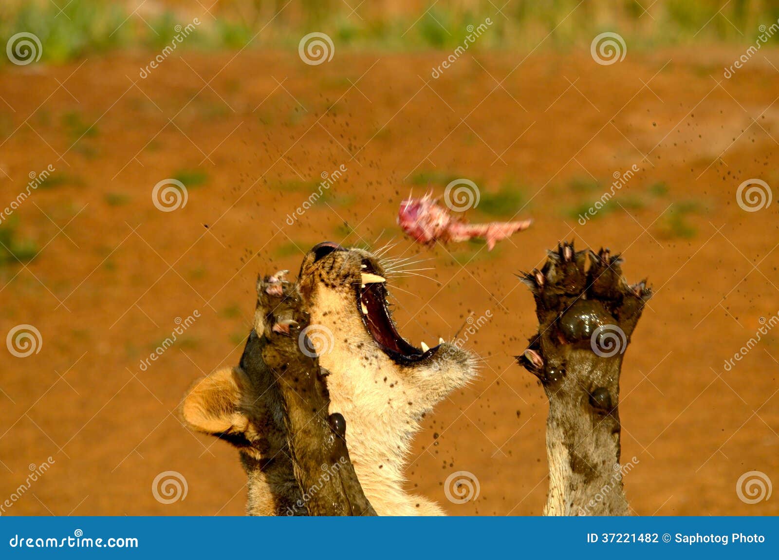 Hunger stock photo. Image of animals, panthera, mammal - 37221482