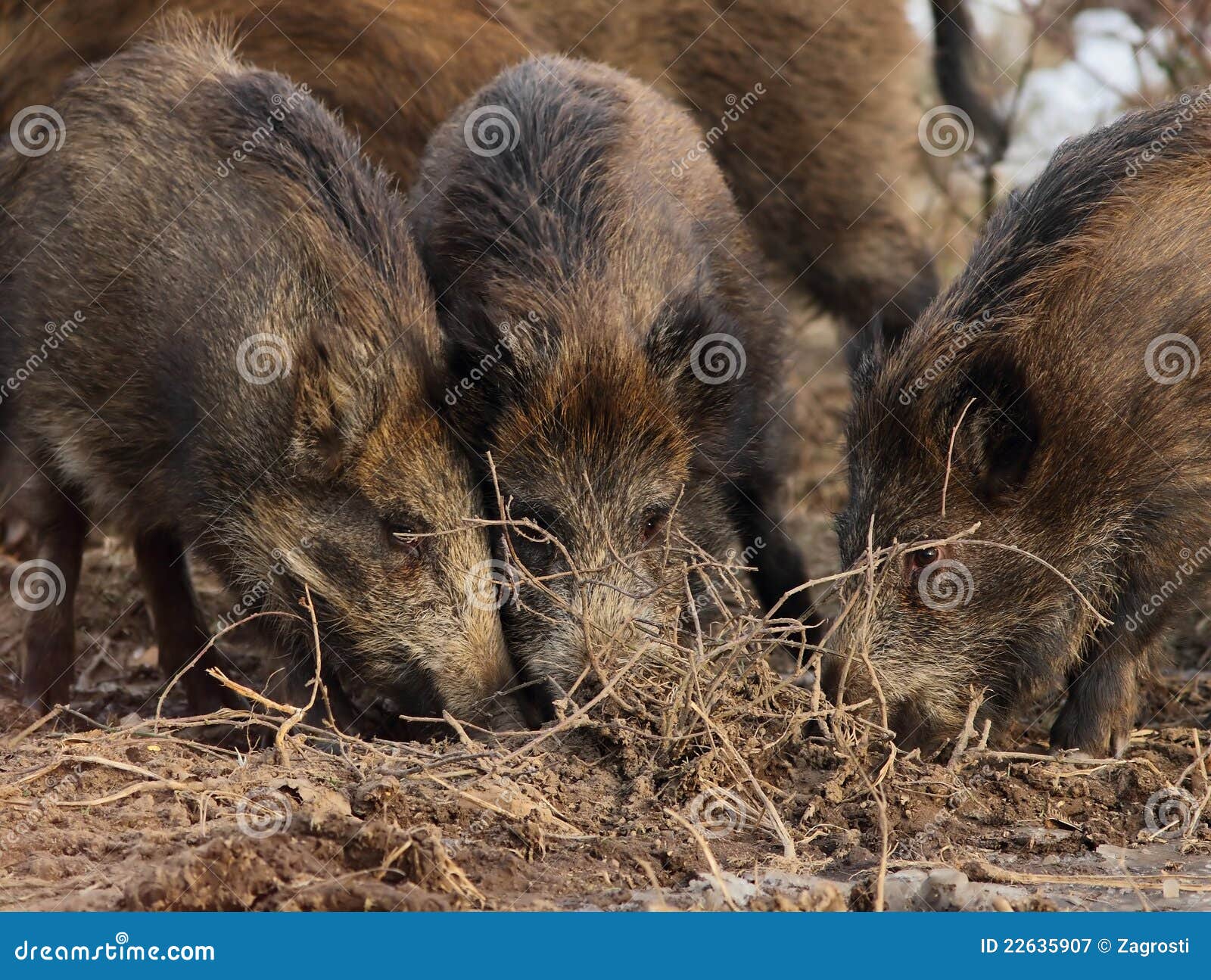 Hungrige wilde Eber stockbild. Bild von tier, eber, ungarn - 22635907