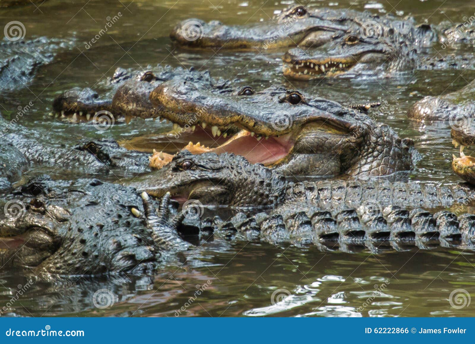 Hungrt Gator Teeth. stock photo. Image of heads, muggy - 62222866