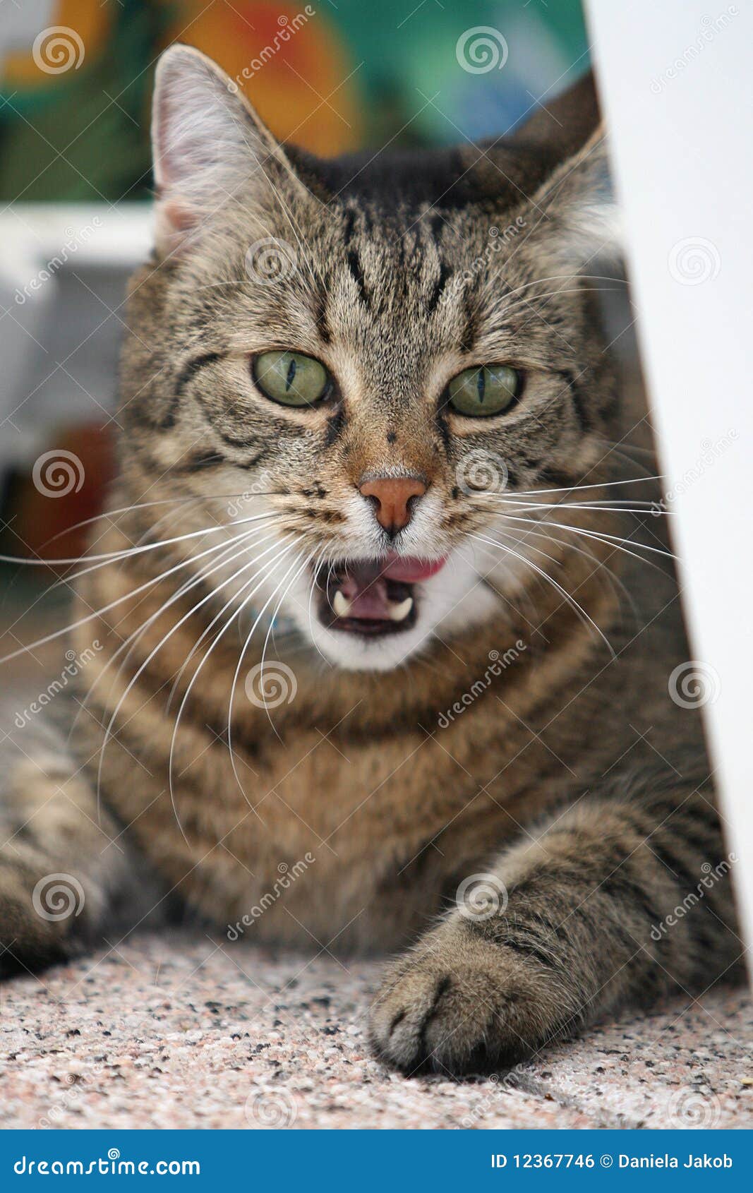 Hungry stock photo. Image of funny, grey, animal, hungry - 12367746