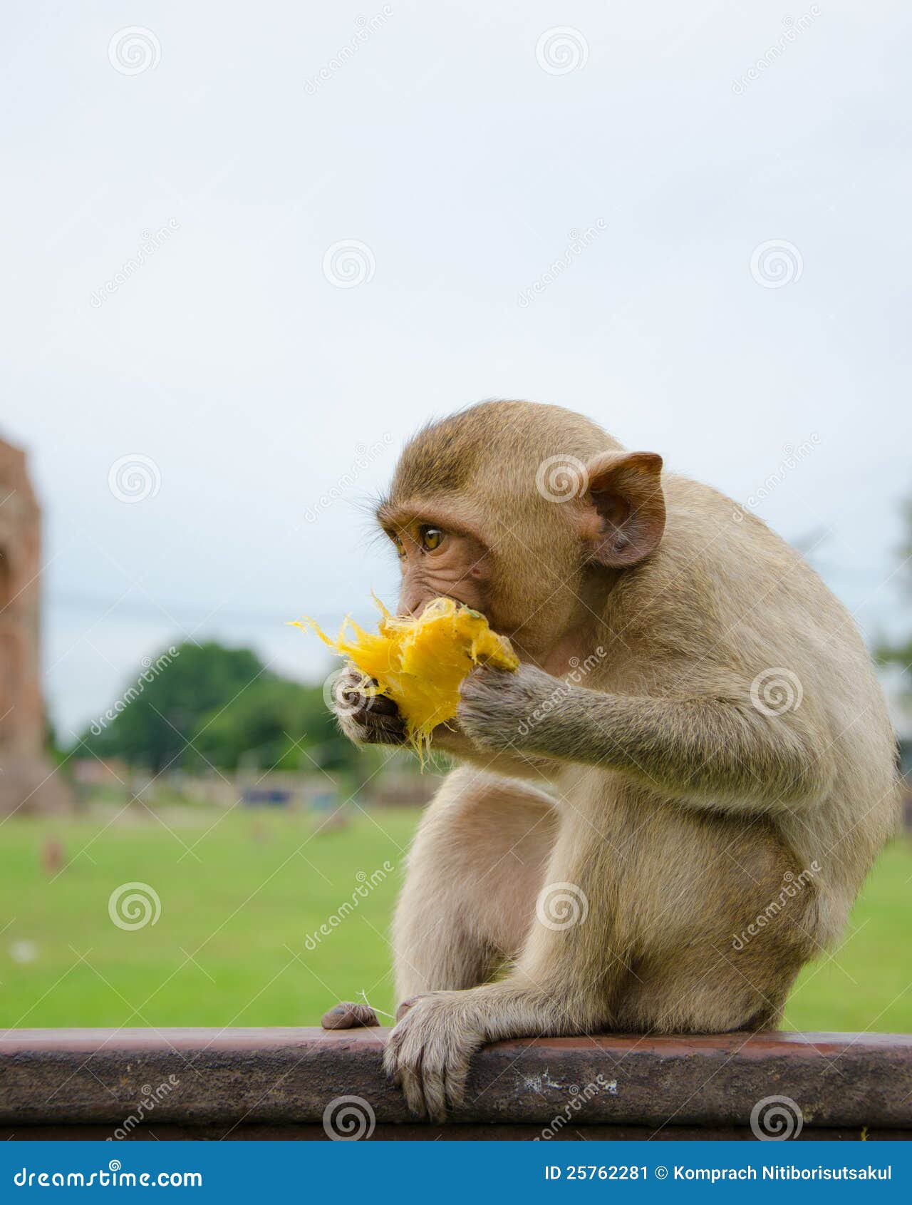 Monkey eating stock image. Image of animal, hungry, thailand - 25762281
