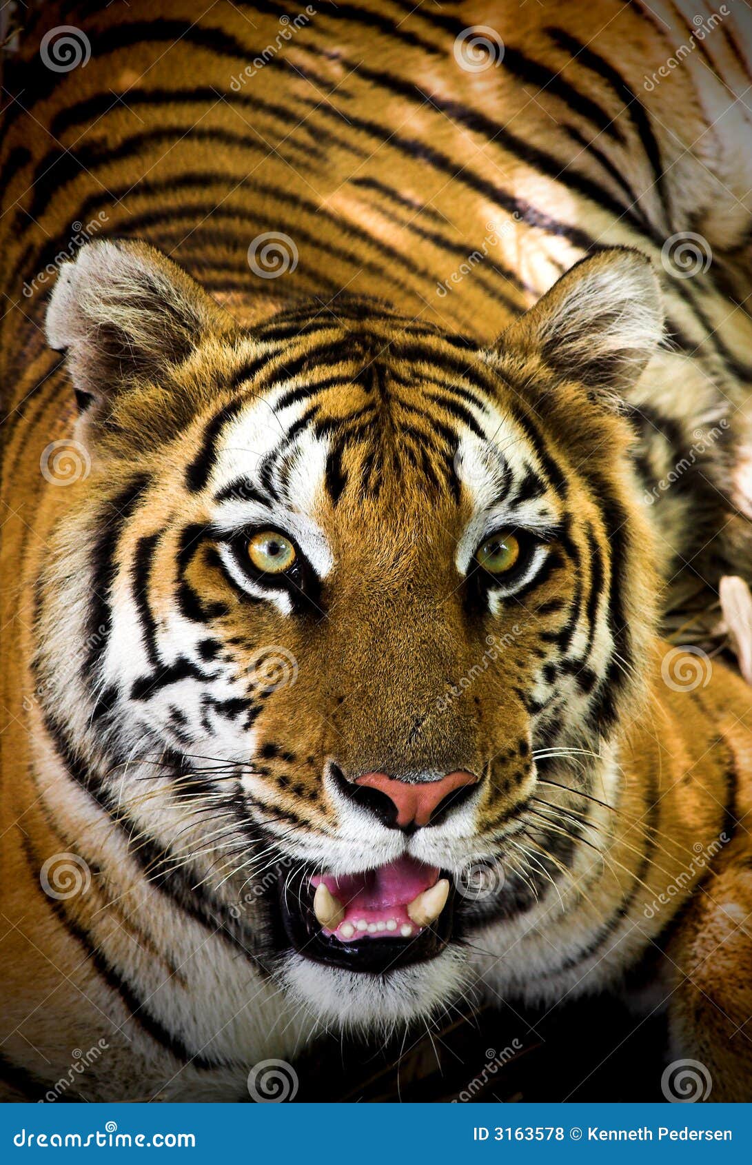 Hungry stock photo. Image of carnivore, cats, tiger, wildlife - 3163578