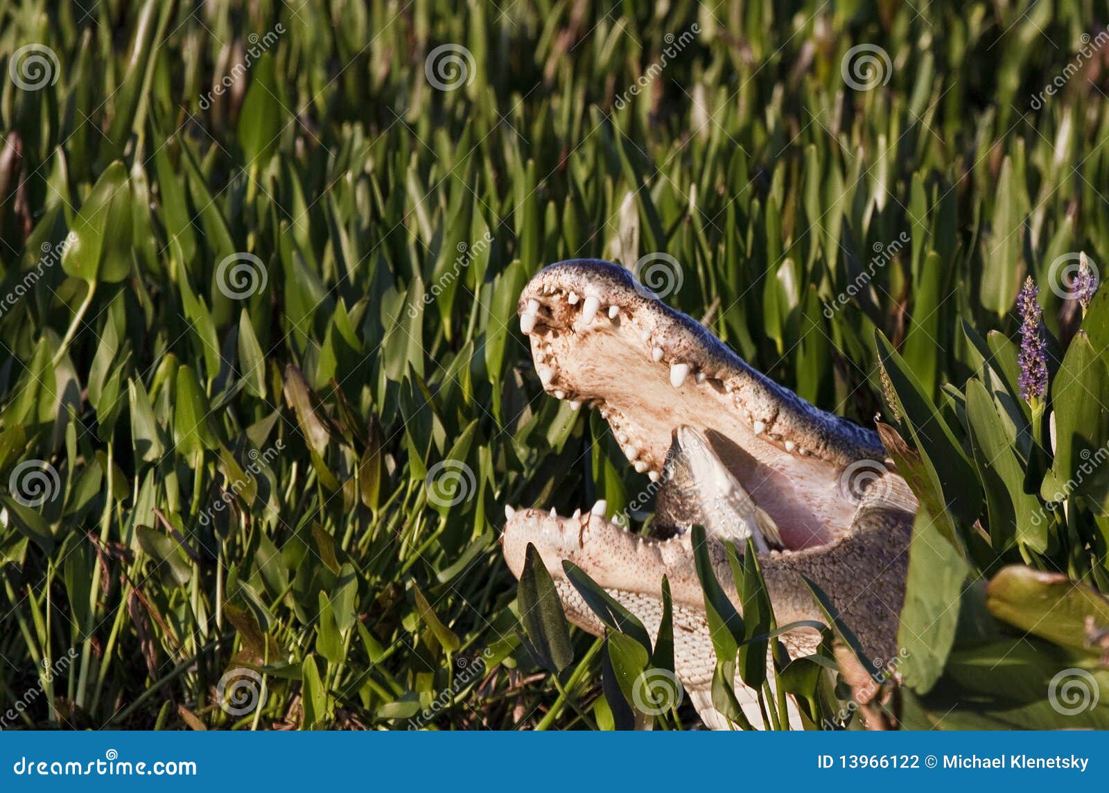 Hungry Alligator stock photo. Image of blooded, power - 13966122