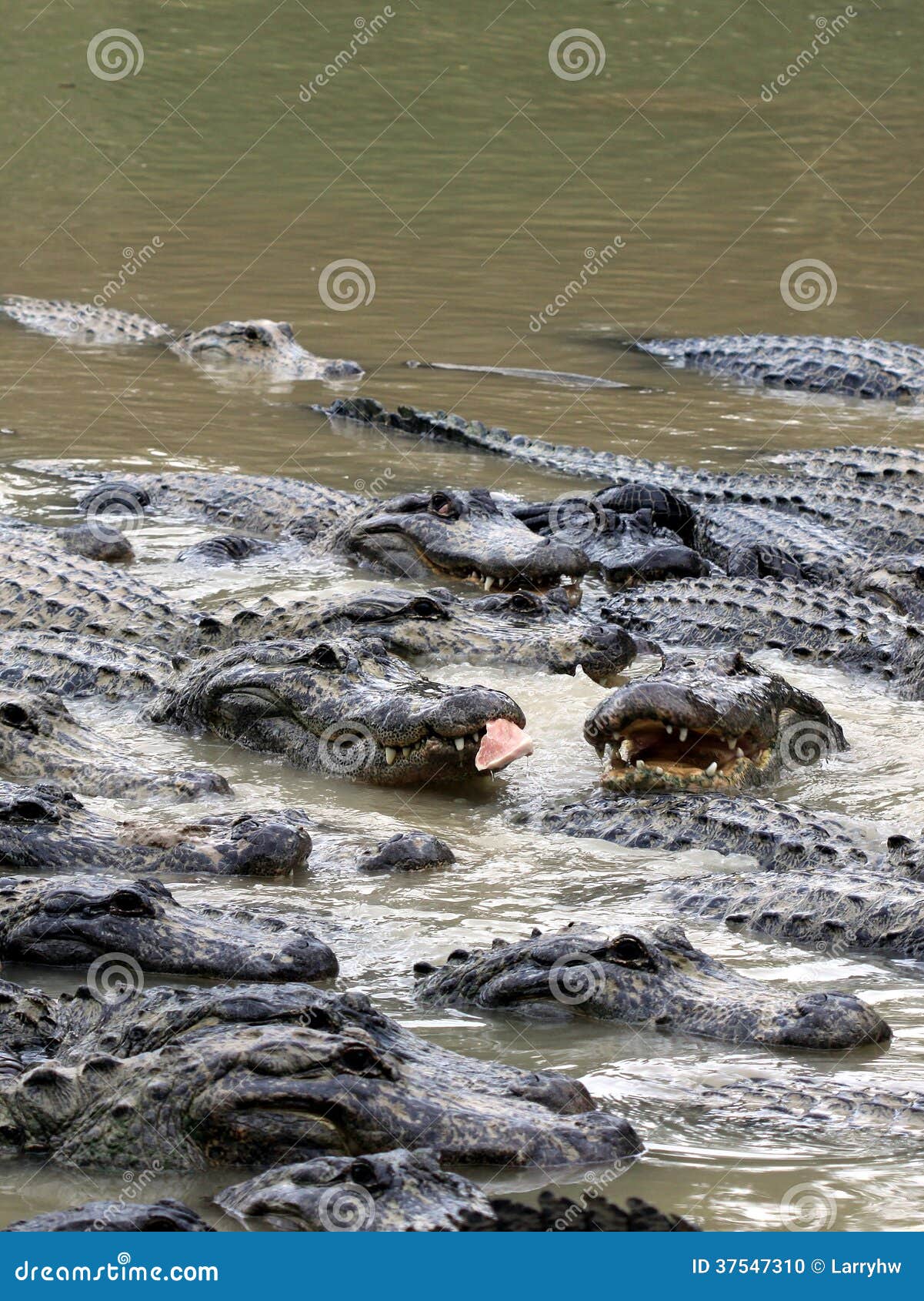 Hungry alligators stock photo. Image of everglades, american - 37547310