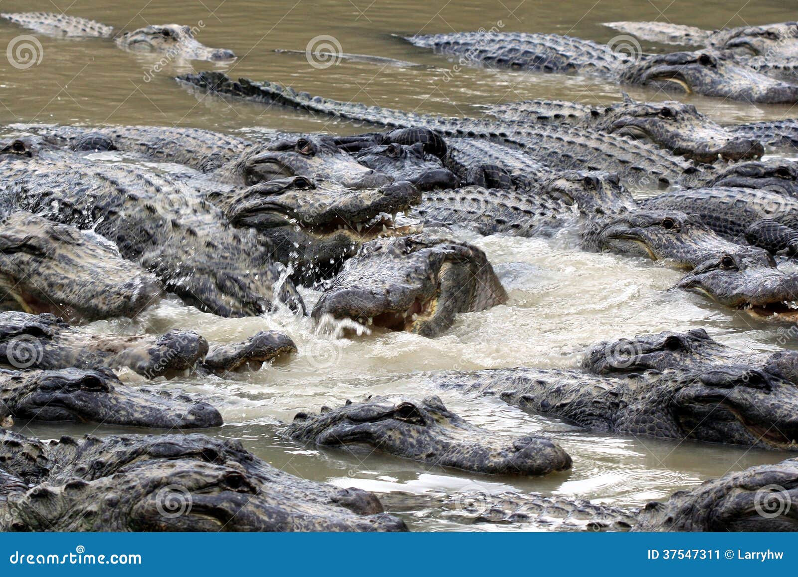 Hungry alligators stock image. Image of large, aggressive - 37547311