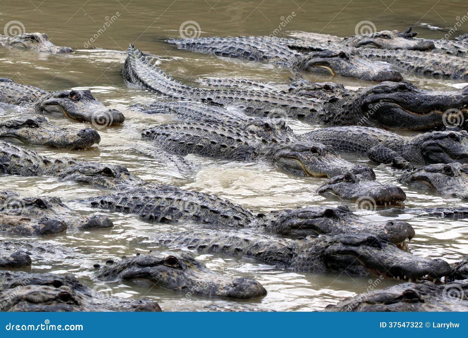 Hungry alligators stock photo. Image of park, everglades - 37547322