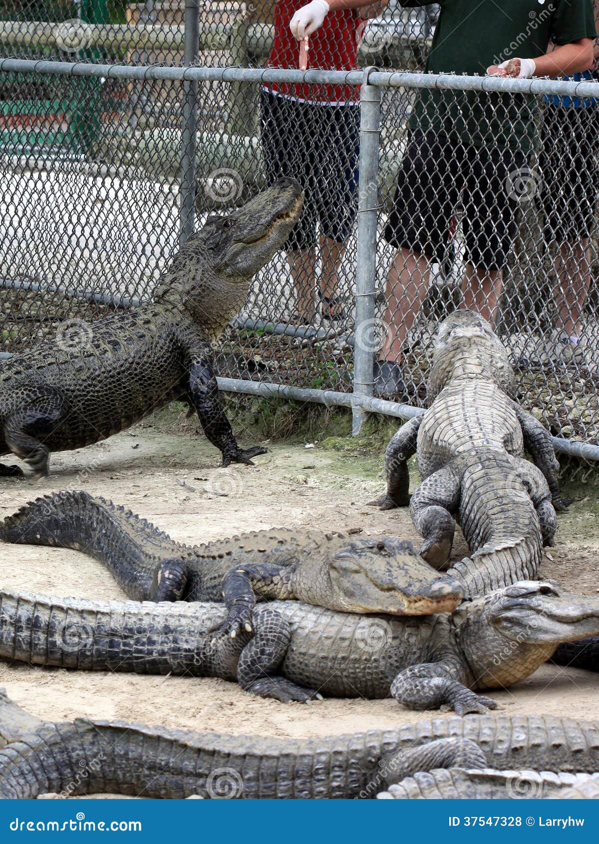 Hungry alligators stock photo. Image of lizard, aggressive - 37547328
