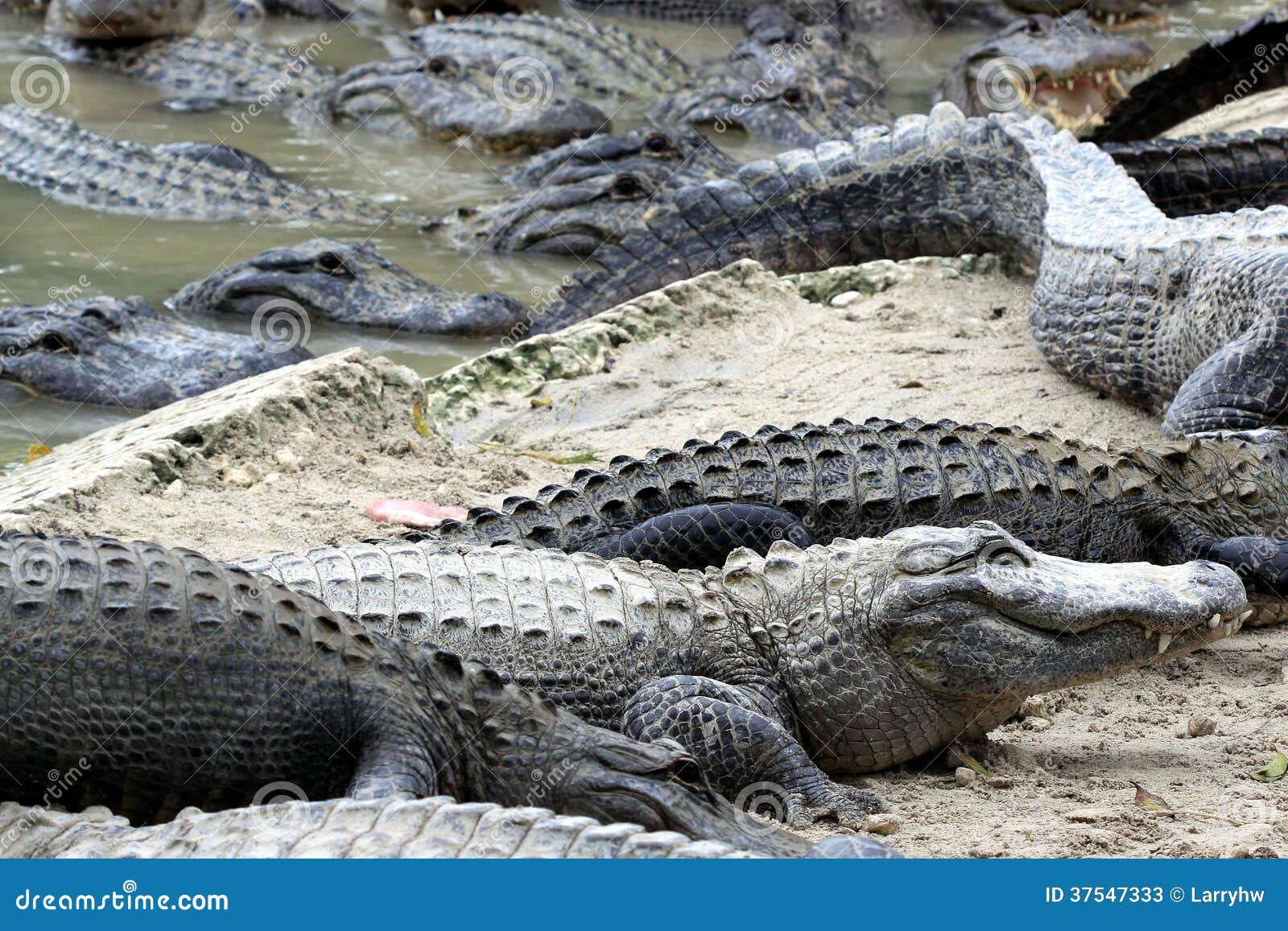 Hungry alligators stock image. Image of large, leather - 37547333