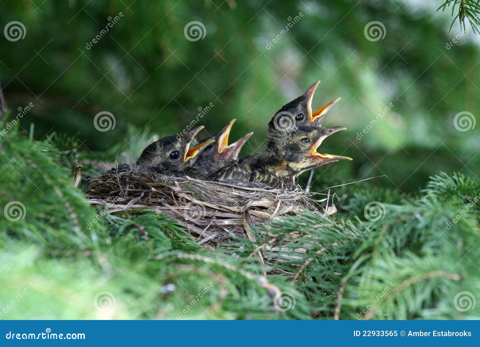 Hungry American Robin Chicks Stock Image - Image of plant, brown: 22933565