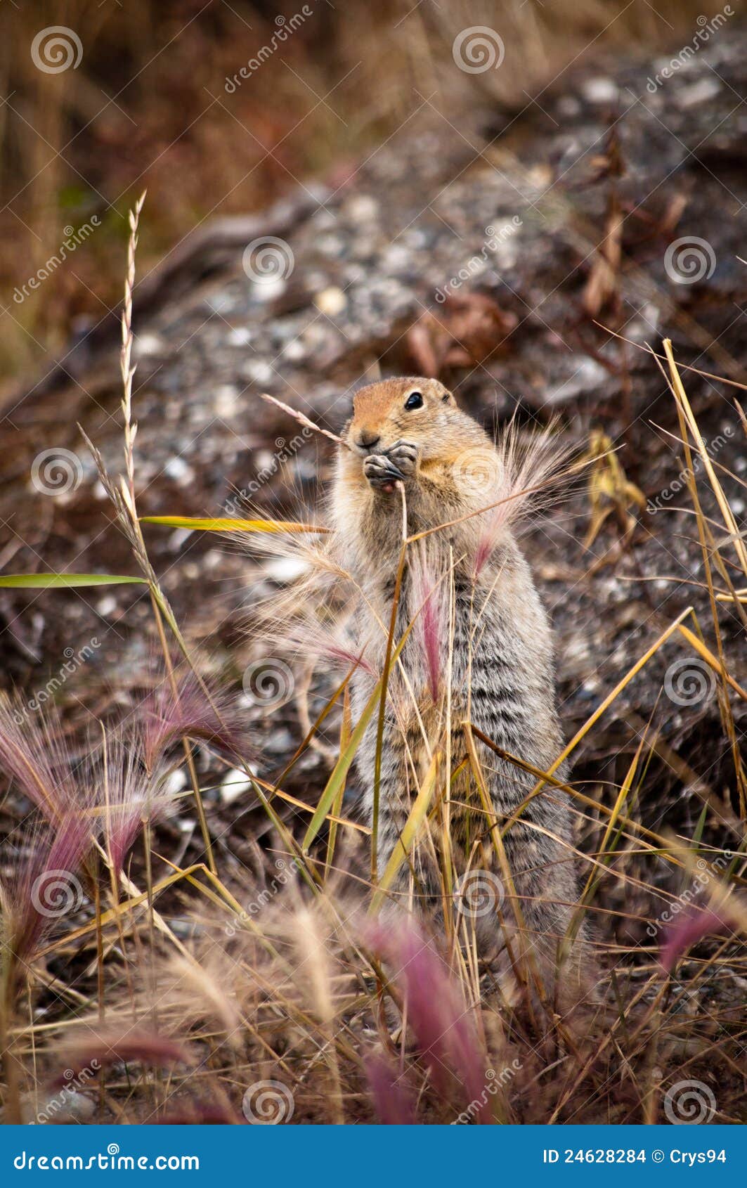 Hungry Arctic Ground Squirrel Stock Photo - Image of furry, diggers ...