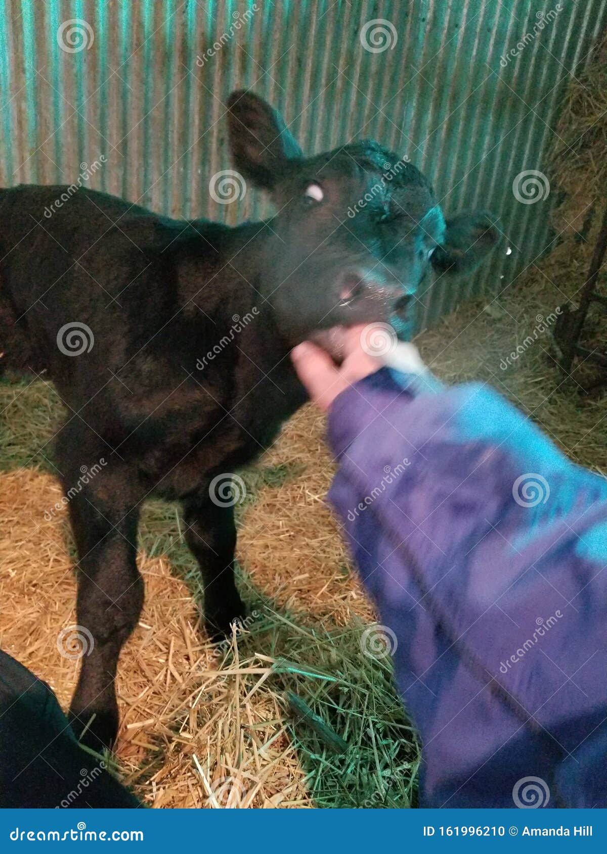 Hungry baby angus stock photo. Image of calving, hungry - 161996210