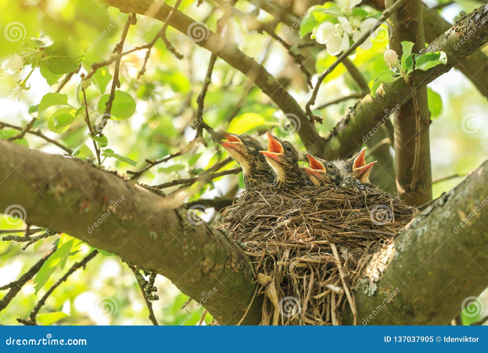 Hungry Baby Birds in a Nest in Spring in Sunlight Stock Image - Image ...