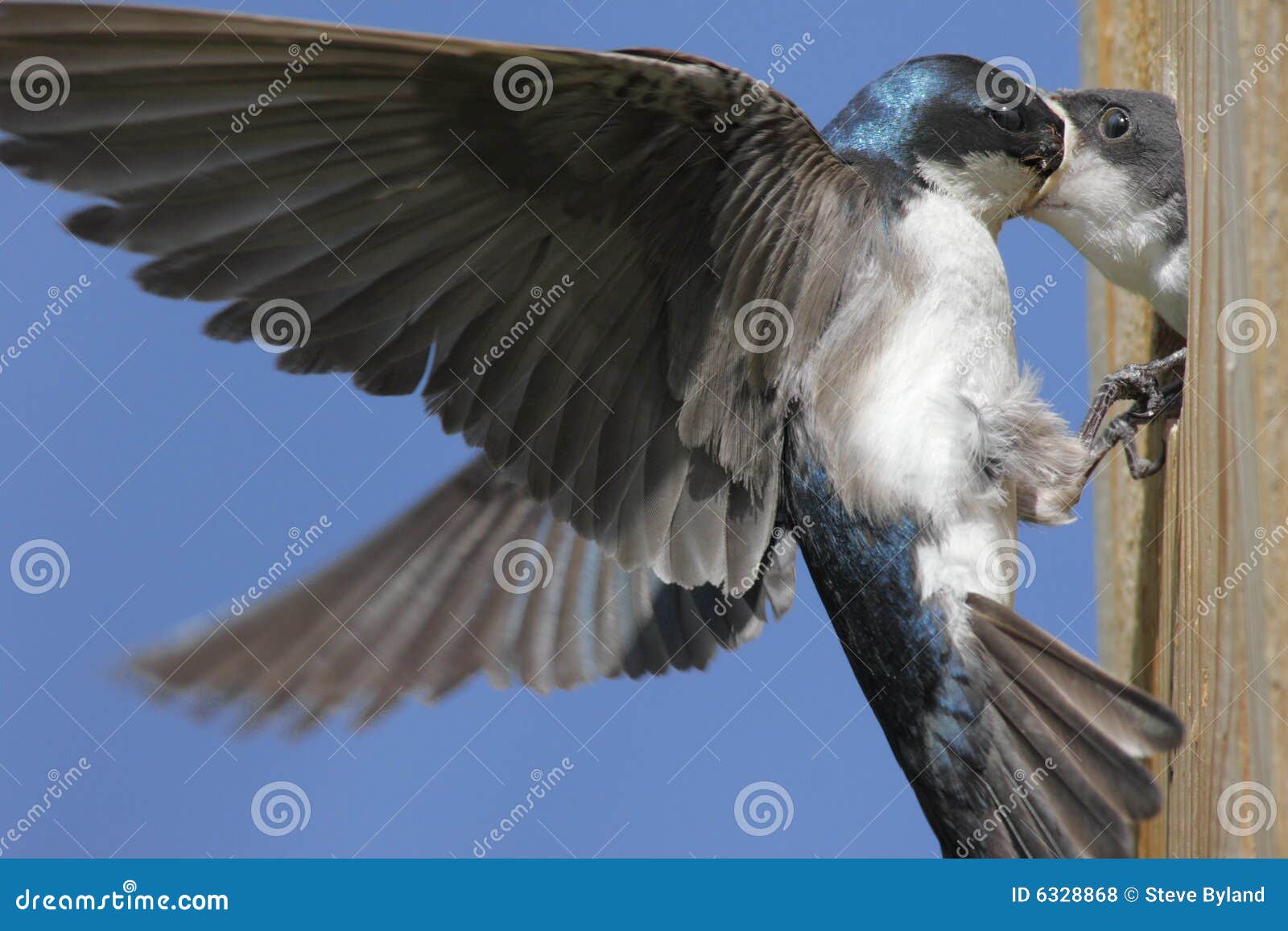 Hungry Baby Tree Swallow stock photo. Image of avian, wild - 6328868
