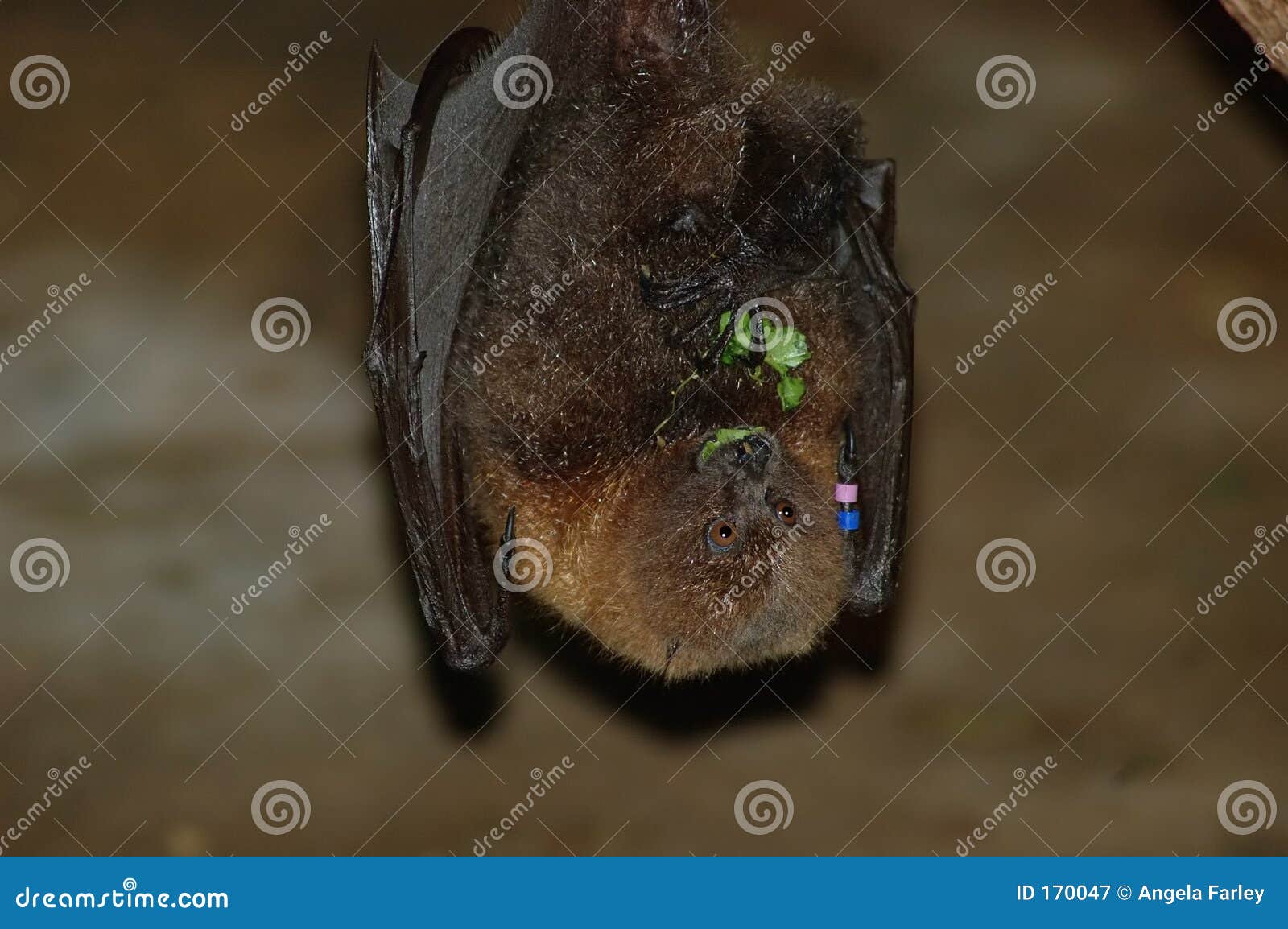 Hungry Bat stock image. Image of echo, mammal, flying, animals - 170047