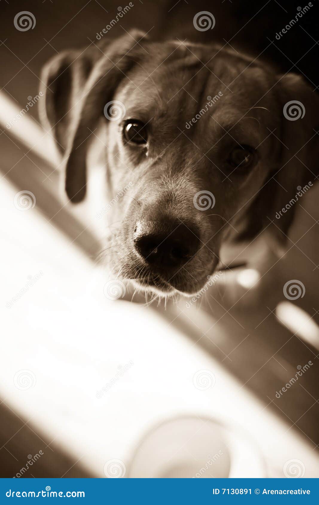 Hungry Beagle stock image. Image of bowl, animal, adorable - 7130891
