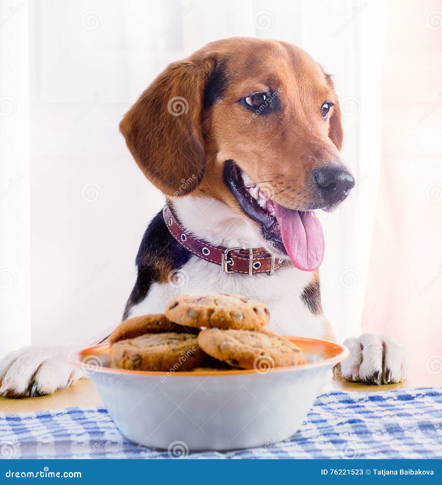 Hungry Beagle puppy stock image. Image of beagle, funny - 76221523