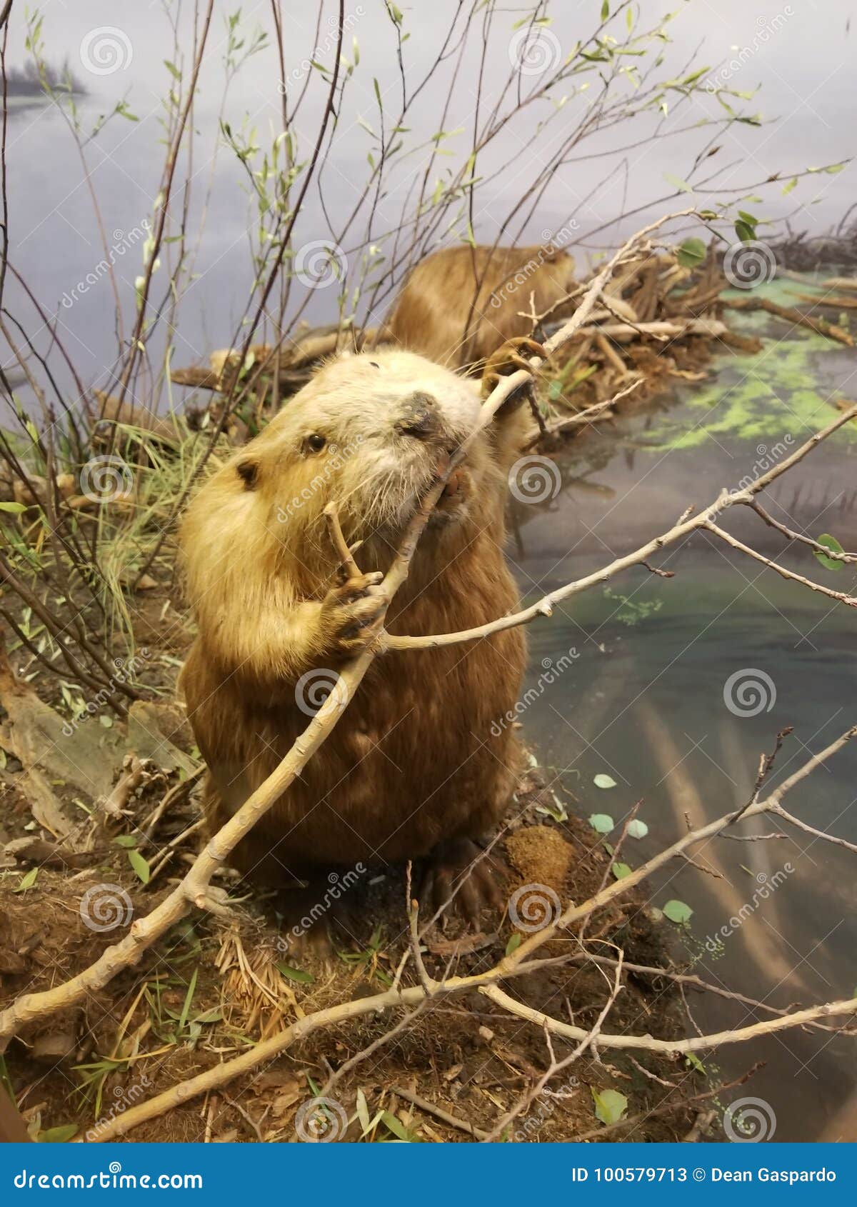 Hungry beaver stock image. Image of hungry, wild, eating - 100579713