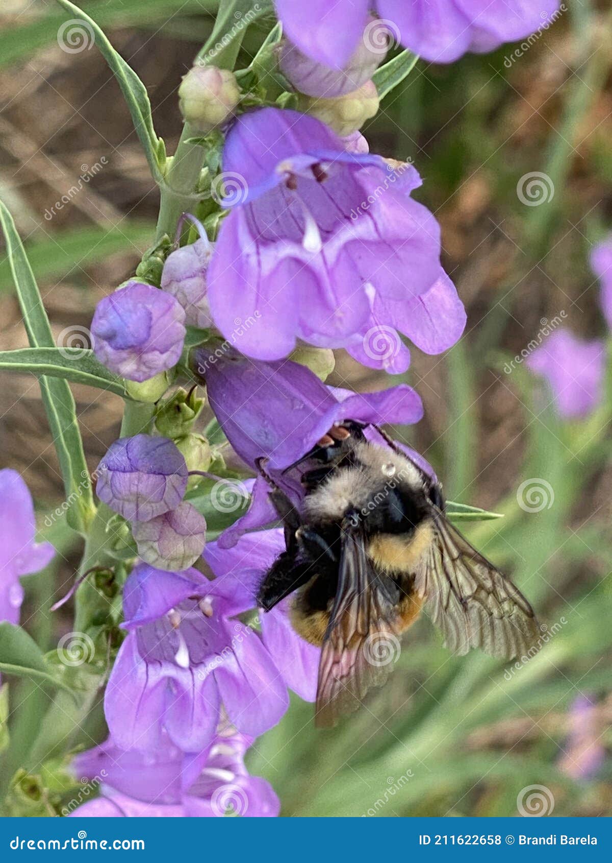 Hungry Bee stock photo. Image of bumble, hungry, lost - 211622658