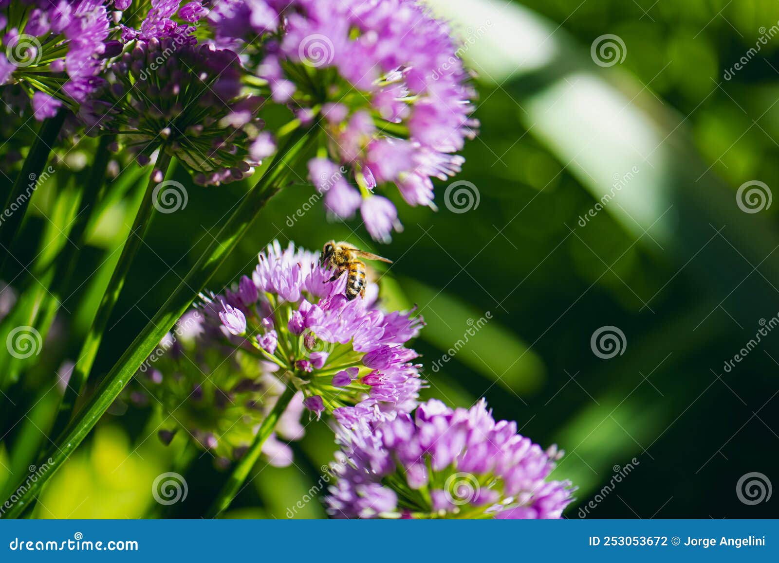 Hungry Bee in the garden stock photo. Image of eating - 253053672