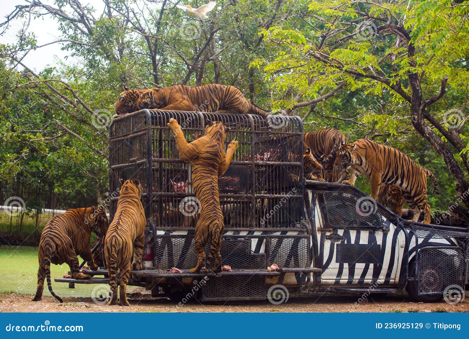 Hungry Bengal Tiger Feeding Show in the Zoo Stock Image - Image of ...