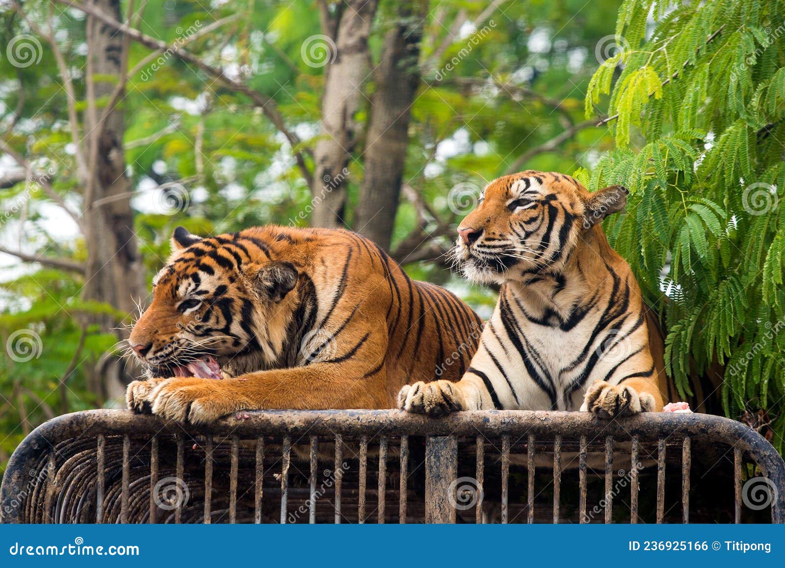 Hungry Bengal Tiger Feeding Show in the Zoo Stock Photo - Image of ...