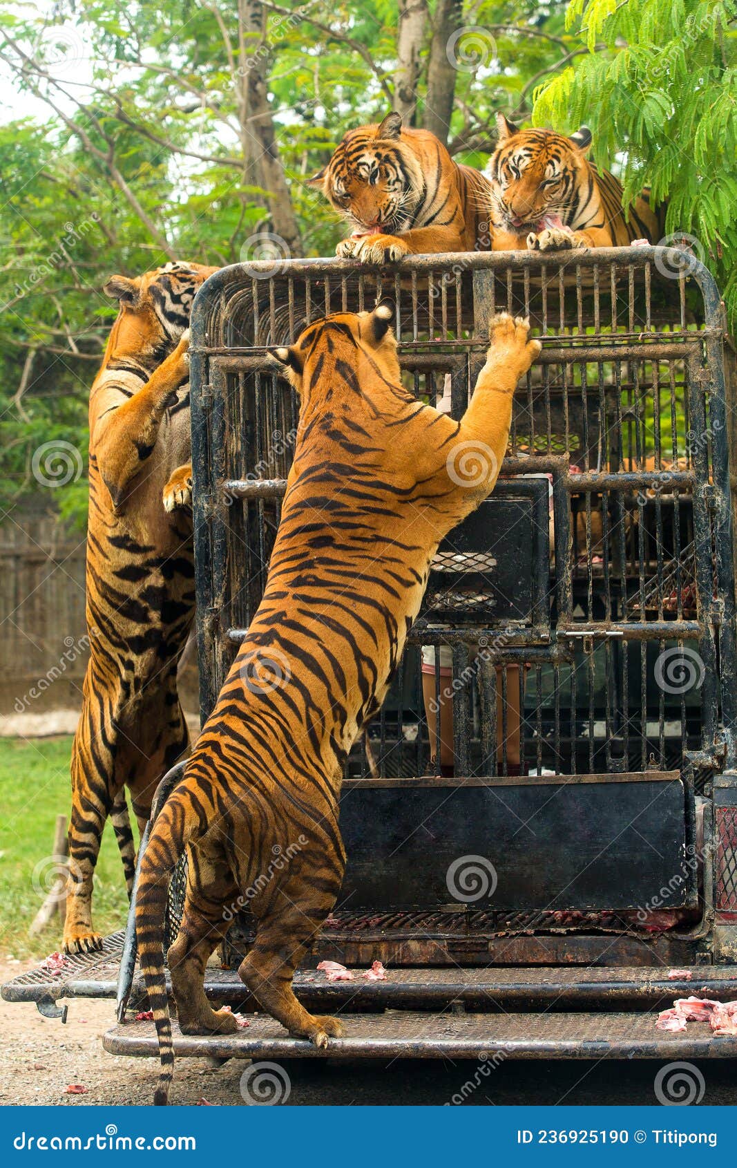 Hungry Bengal Tiger Feeding Show in the Zoo Stock Photo - Image of meat ...