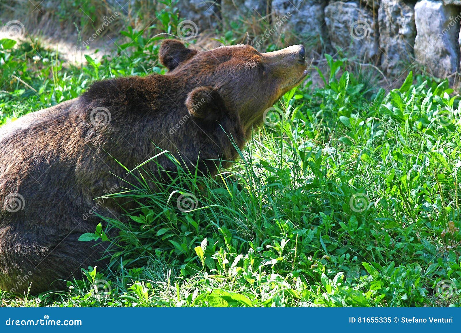 An Hungry Big Brown Bear in the Zoo Stock Image - Image of european ...