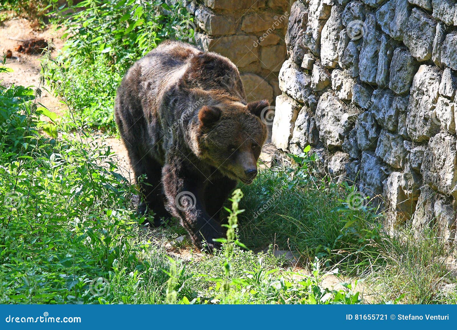An Hungry Big Brown Bear in the Zoo Stock Image - Image of ursus ...