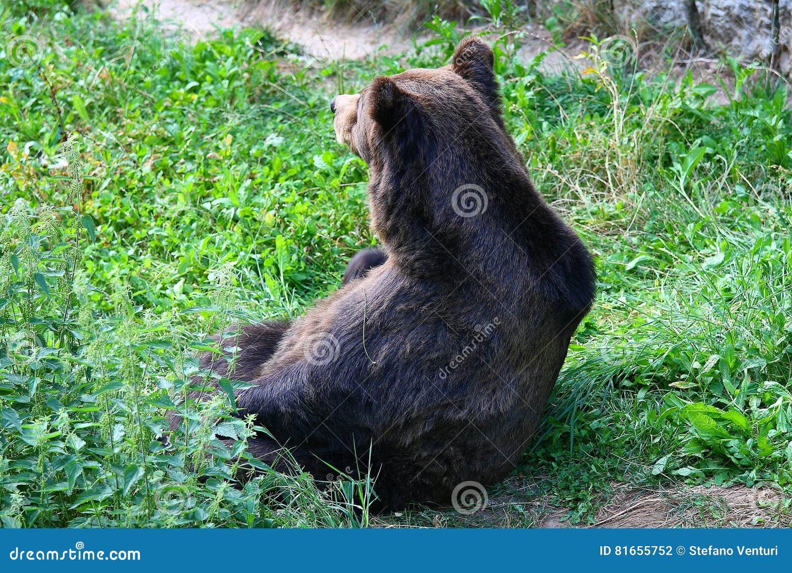 An Hungry Big Brown Bear in the Zoo Stock Photo - Image of wildlife ...
