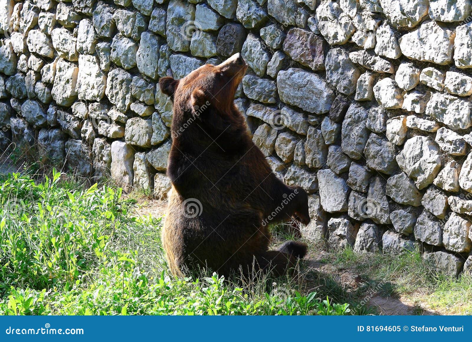 An Hungry Big Brown Bear in the Zoo Stock Image - Image of massive ...