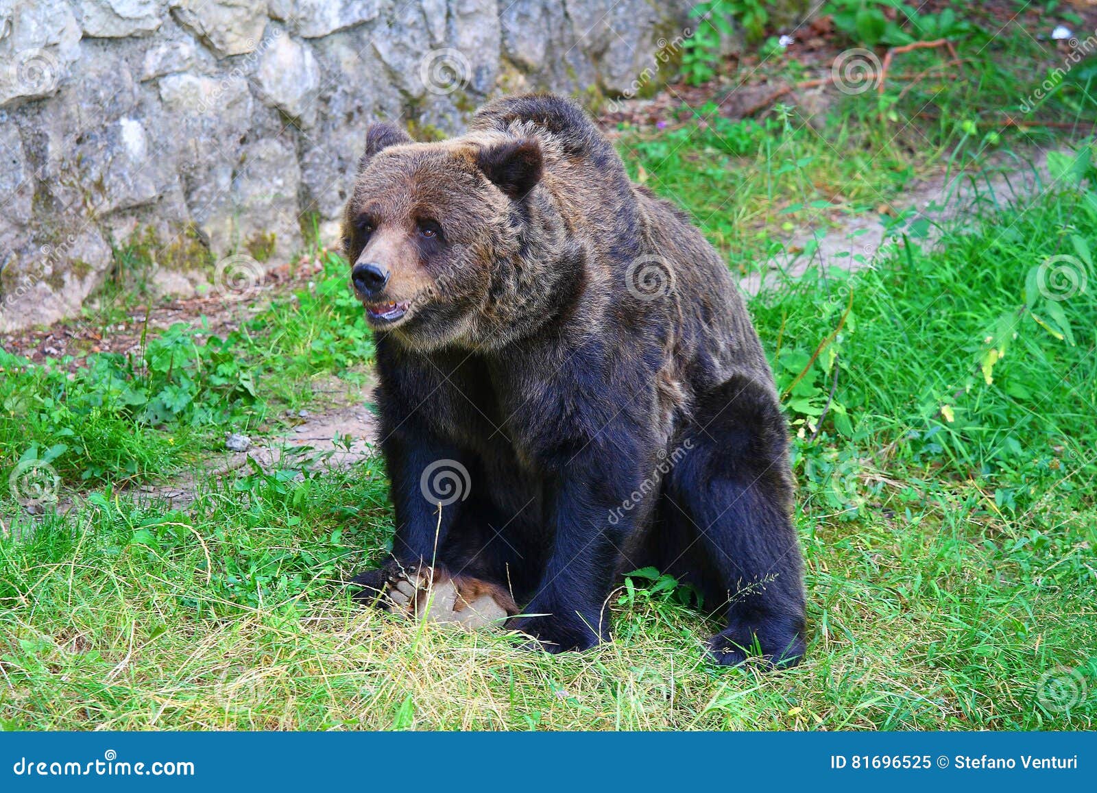 An Hungry Big Brown Bear in the Zoo Stock Image - Image of forest ...