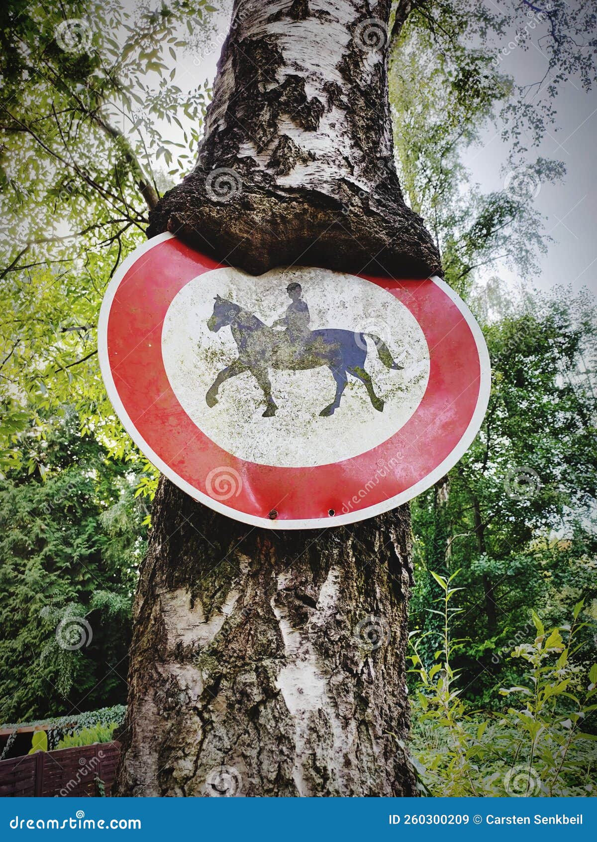 Hungry Birch Eats Helpless Traffic Sign Stock Image - Image of green ...