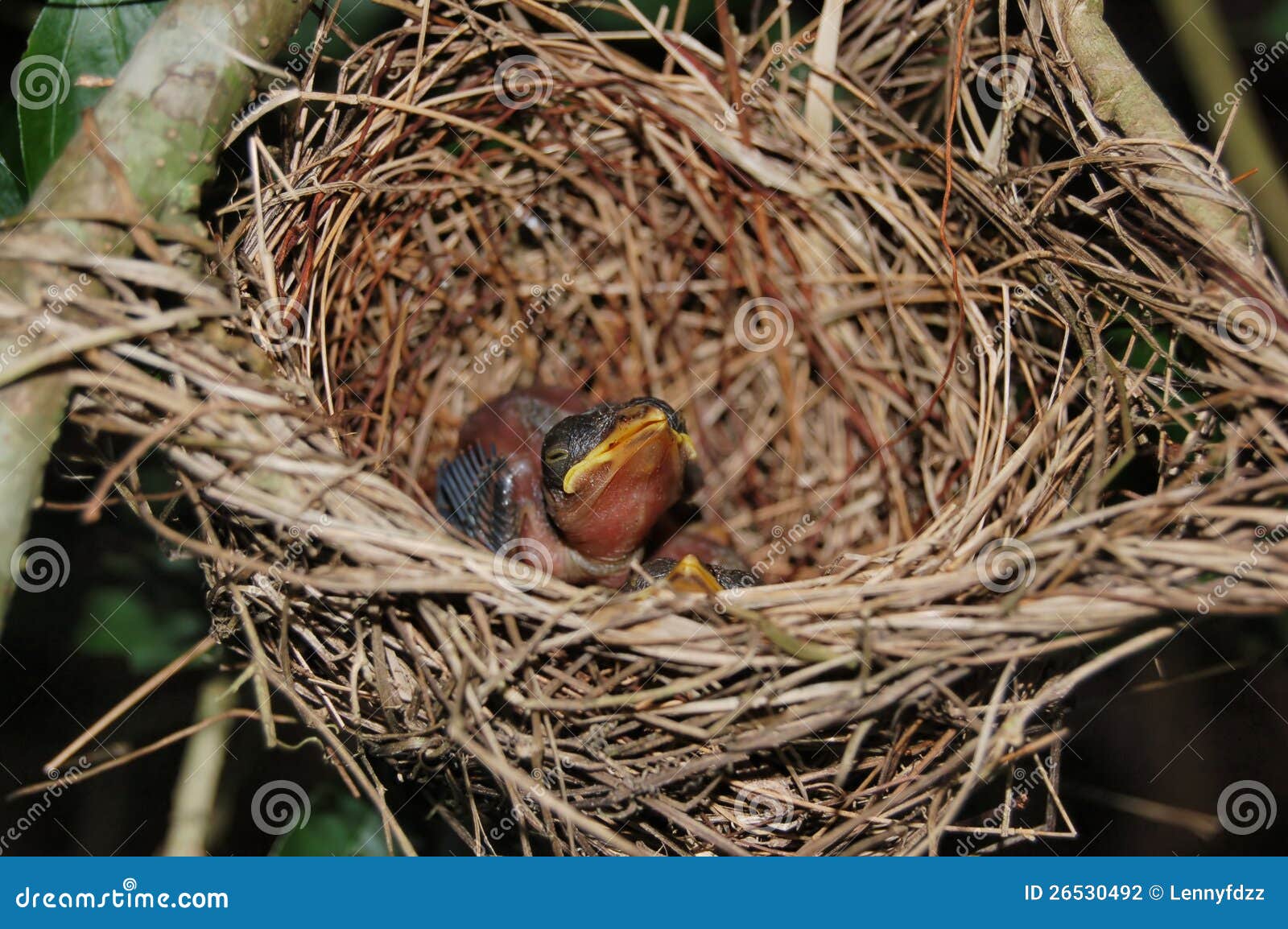 Hungry bird stock photo. Image of branch, featherless - 26530492