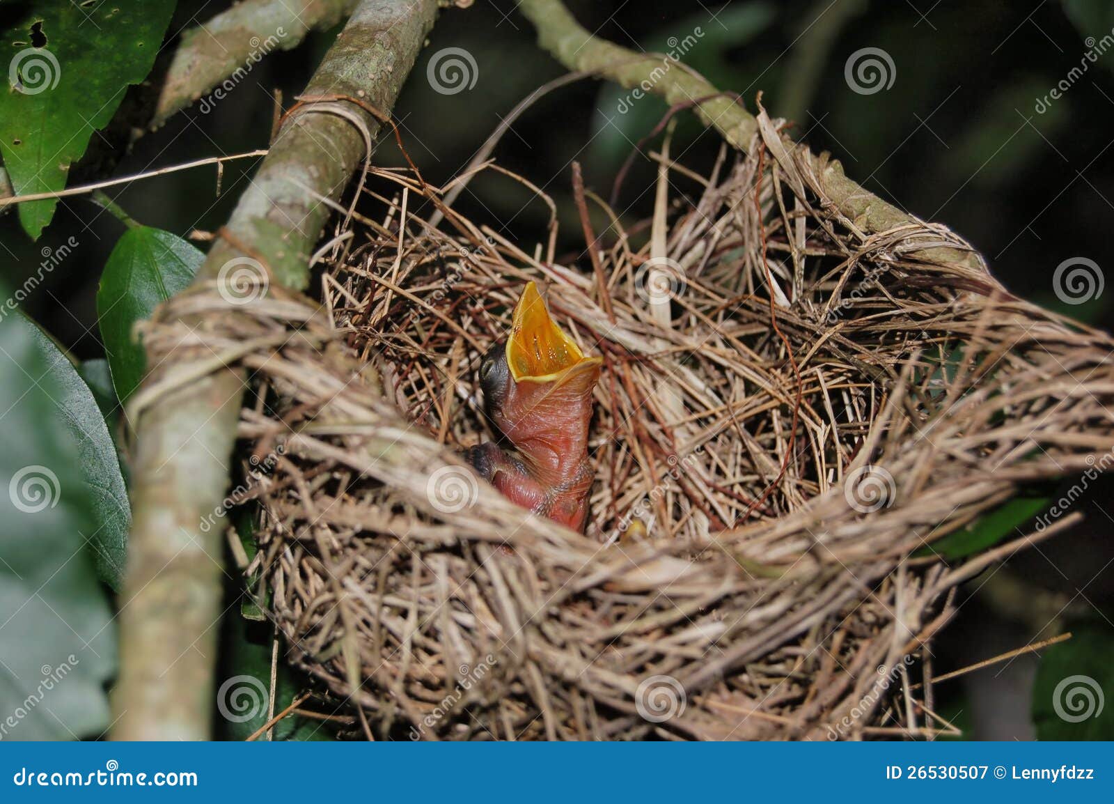 Hungry bird stock image. Image of hungry, beak, featherless - 26530507