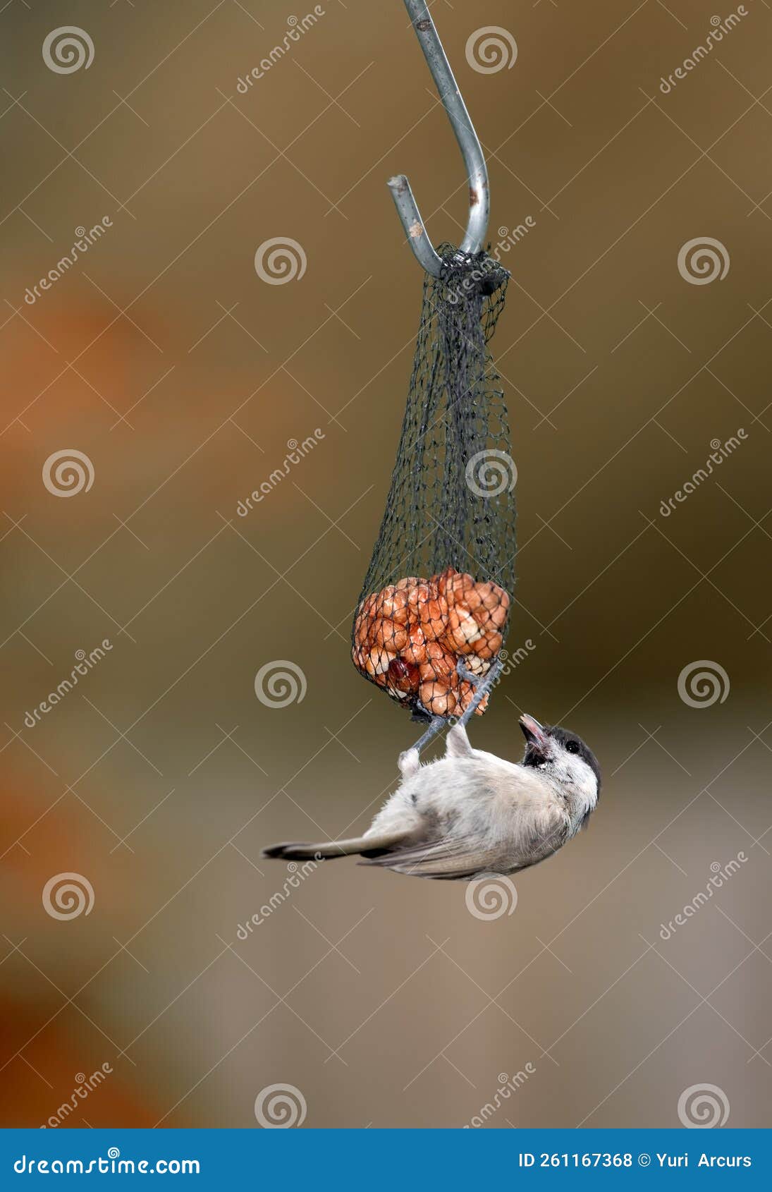 Hungry Bird Eating Food of a Feeder Stock Photo - Image of backgrounds ...