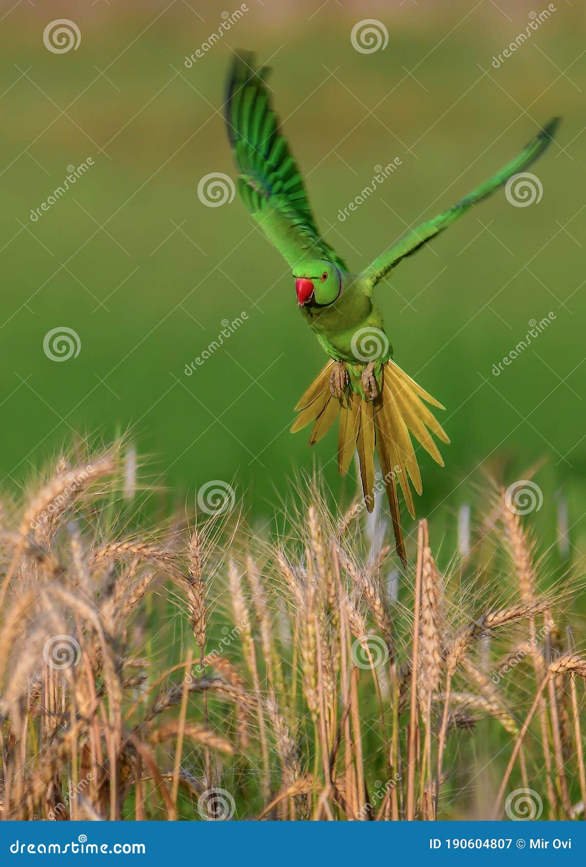 Hungry bird stock image. Image of bird, hungry, wildlife - 190604807