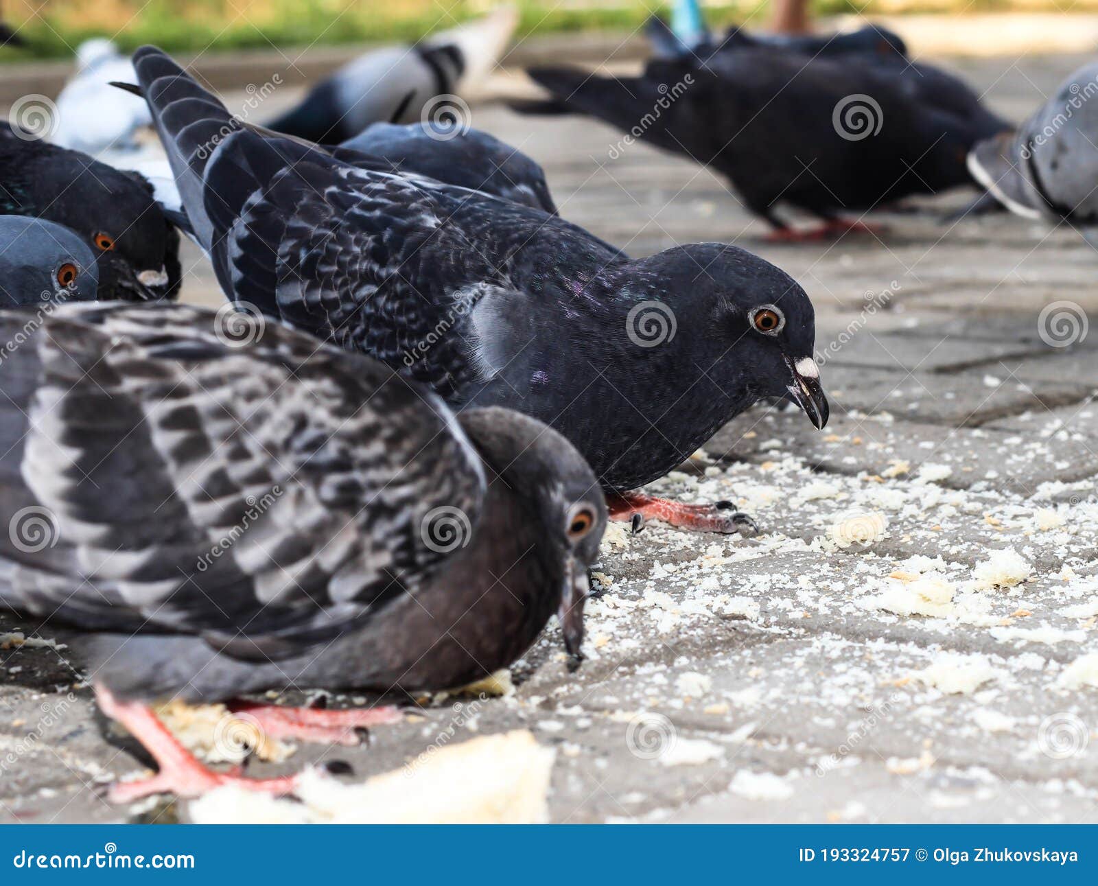 Hungry Bird. Pigeons Eat Bread Stock Image - Image of hungry ...