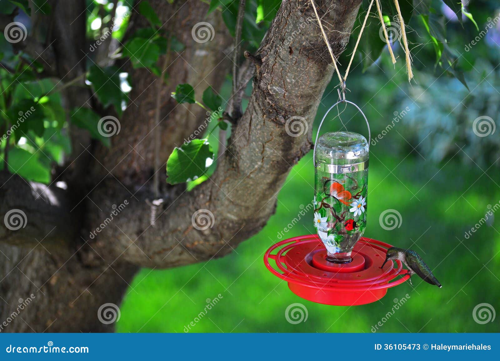 Hungry bird stock image. Image of hummingbird, leaves - 36105473