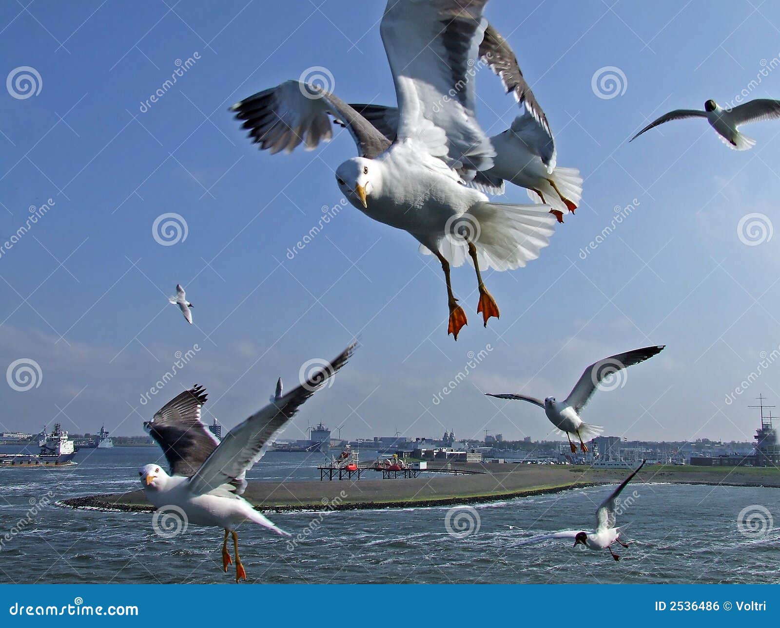 Hungry Birds stock photo. Image of flying, hungry, group - 2536486