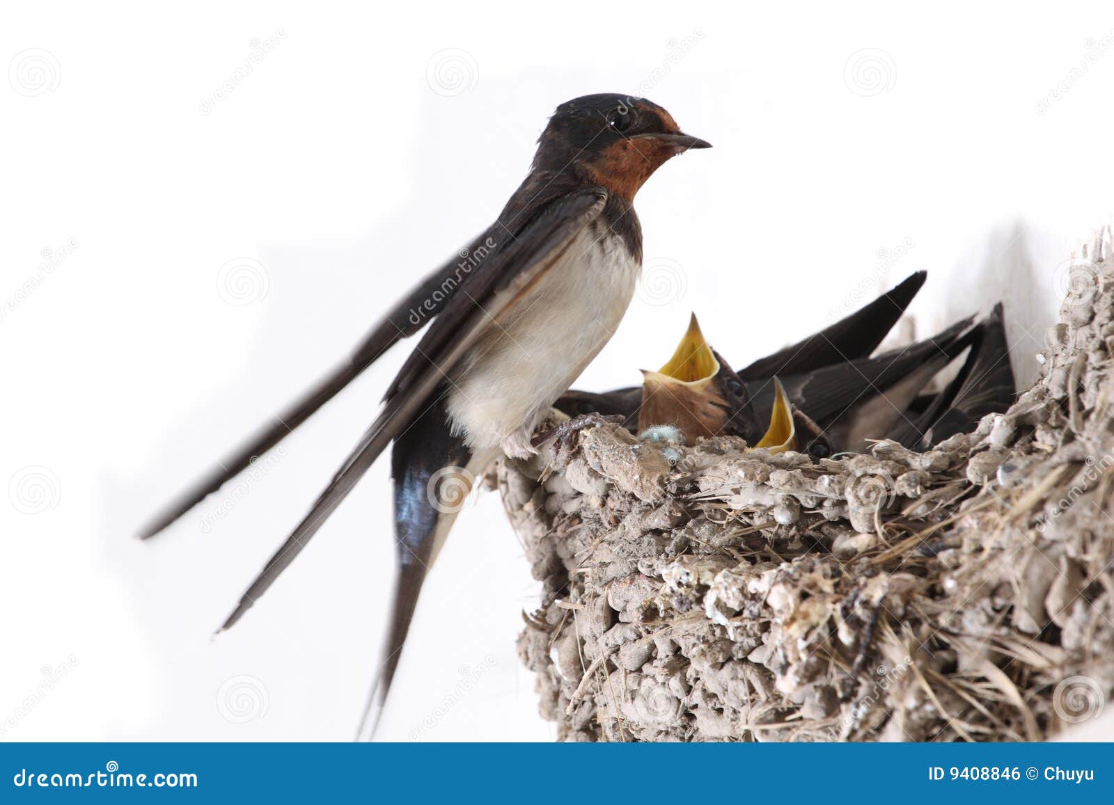 Hungry birds stock photo. Image of beak, shouting, nest - 9408846