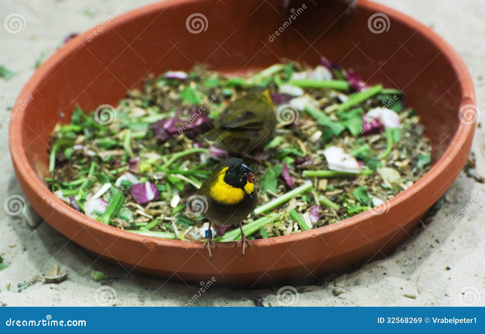 Hungry birds stock image. Image of beautiful, eating - 32568269