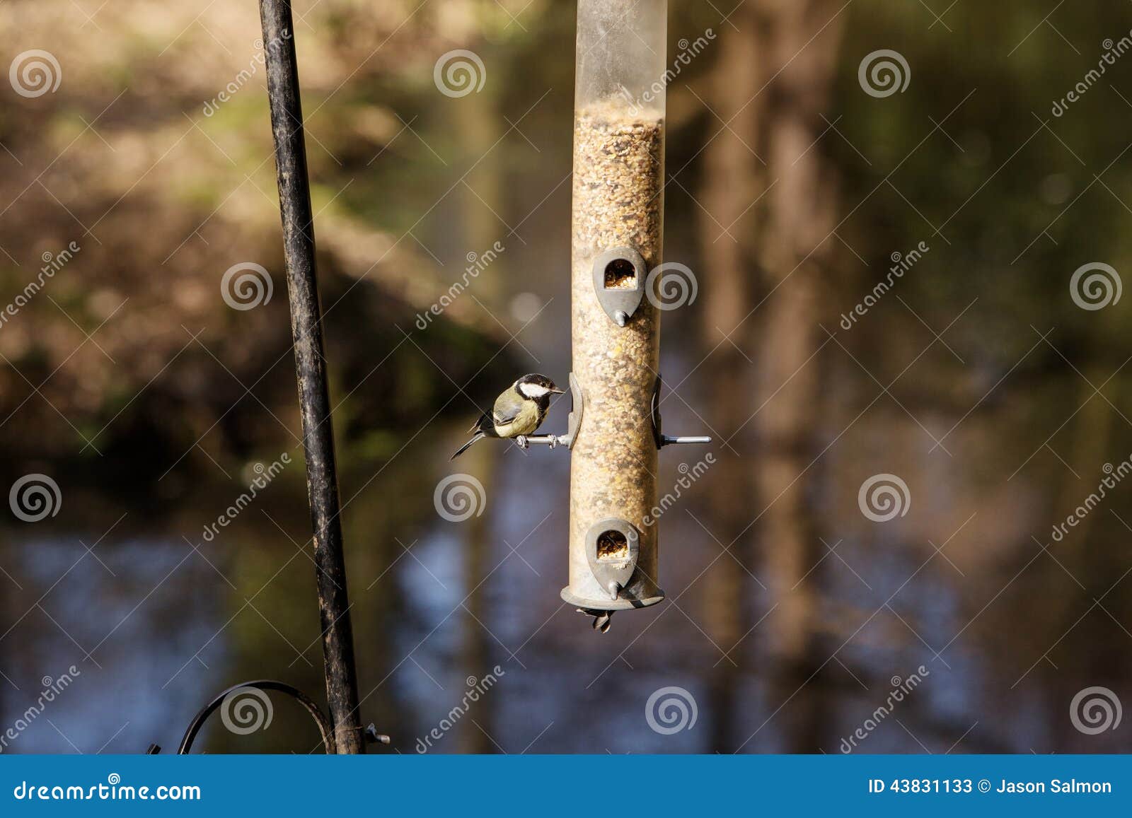 Hungry birds stock image. Image of england, seed, wild - 43831133