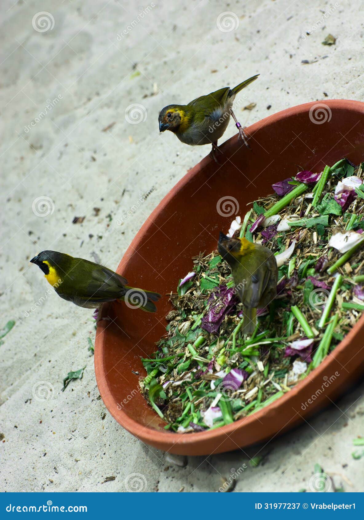 Hungry birds are fed stock image. Image of sand, food - 31977237