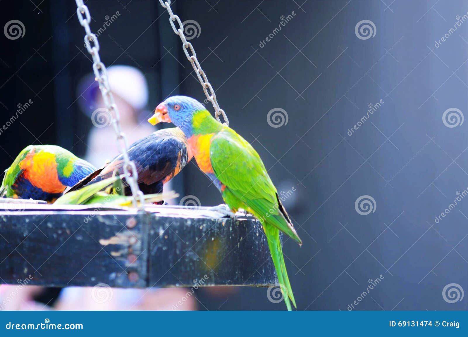Hungry birds stock photo. Image of hungry, time, feeding - 69131474